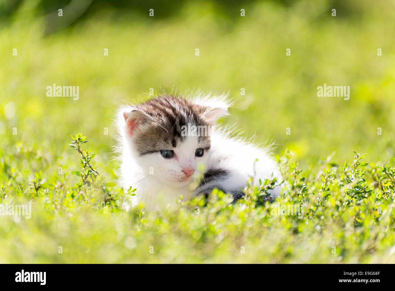 The colorful kitten goes in green grass Stock Photo - Alamy