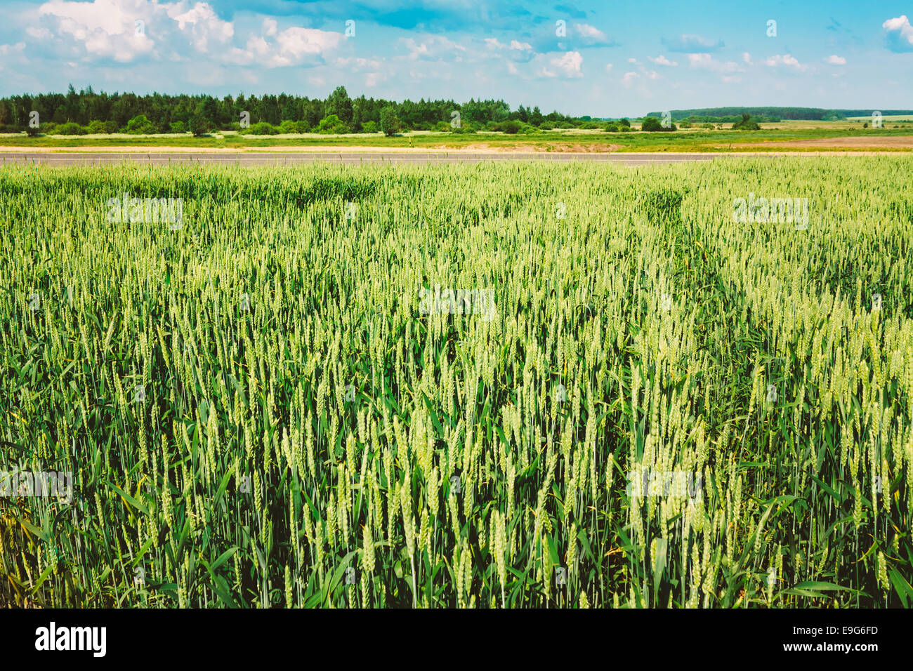 Barley Field With Shining Green Barley Ears In Early Summer Stock Photo ...