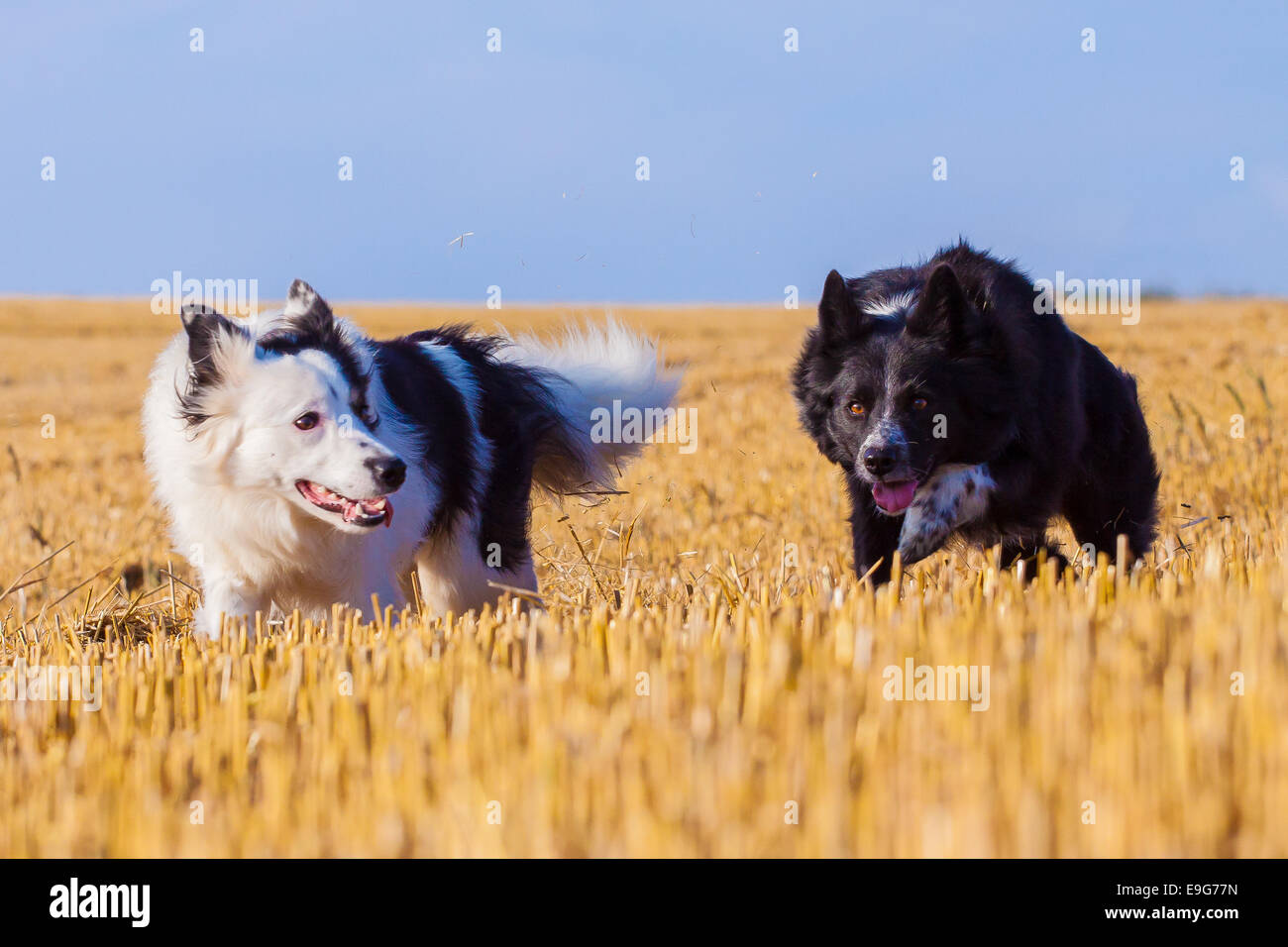 Boarder collie hi-res stock photography and images - Alamy