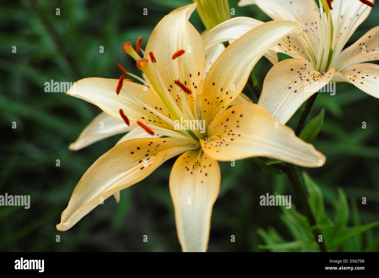 Yellow lilies in nature Stock Photo - Alamy