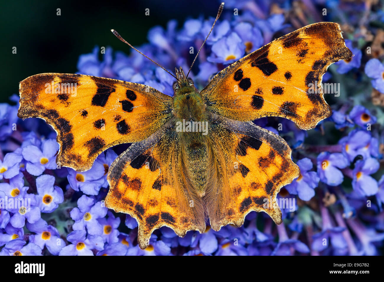 Comma Butterfly (Polygonia c-album) feeding on nectar of a buddleia ...