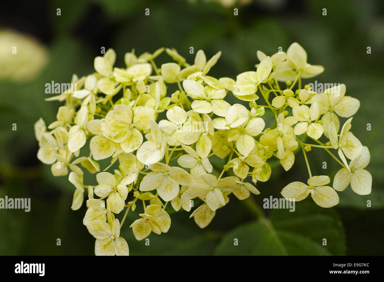 Hydrangea flowers in nature Stock Photo - Alamy