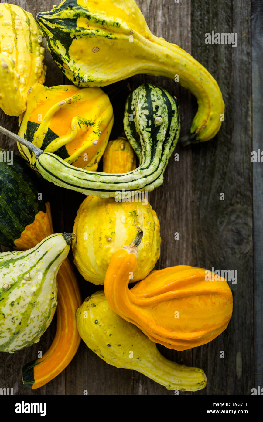 Miniature ornamental pumpkins dried hi-res stock photography and images ...
