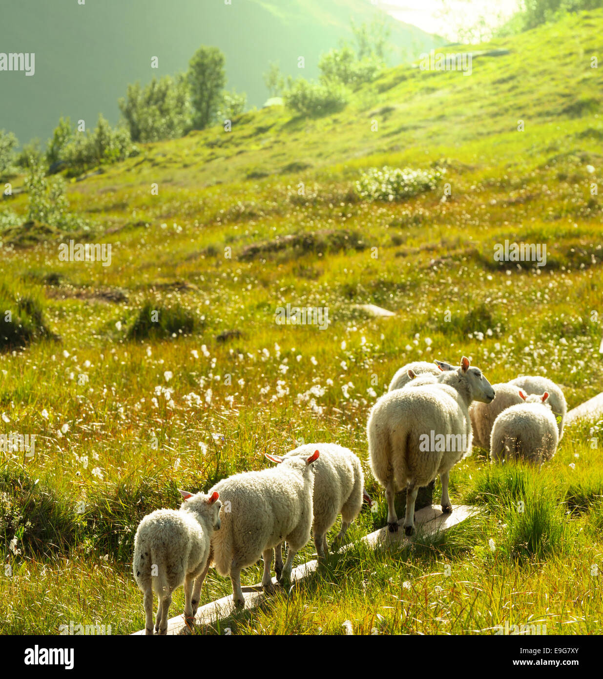 Sheep in Norway Stock Photo - Alamy