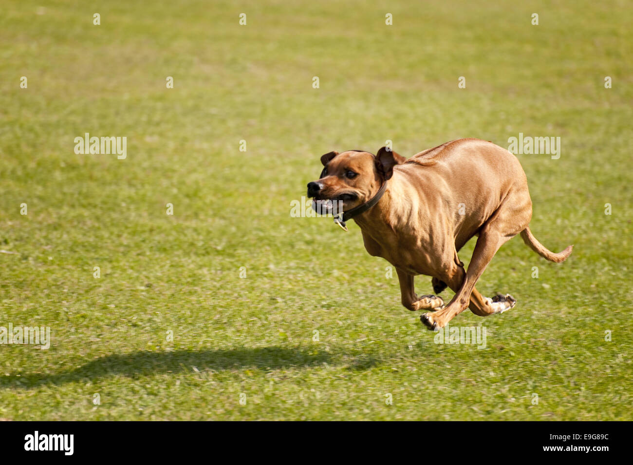 Rhodesian hund hi-res stock photography and images - Alamy