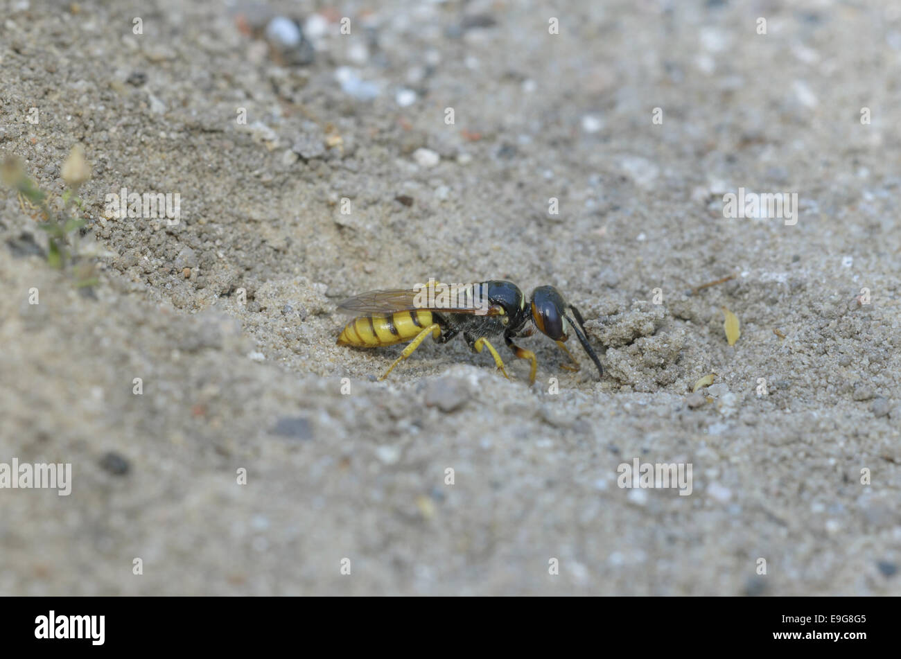 European beewolf (Philanthus triangulum Stock Photo - Alamy