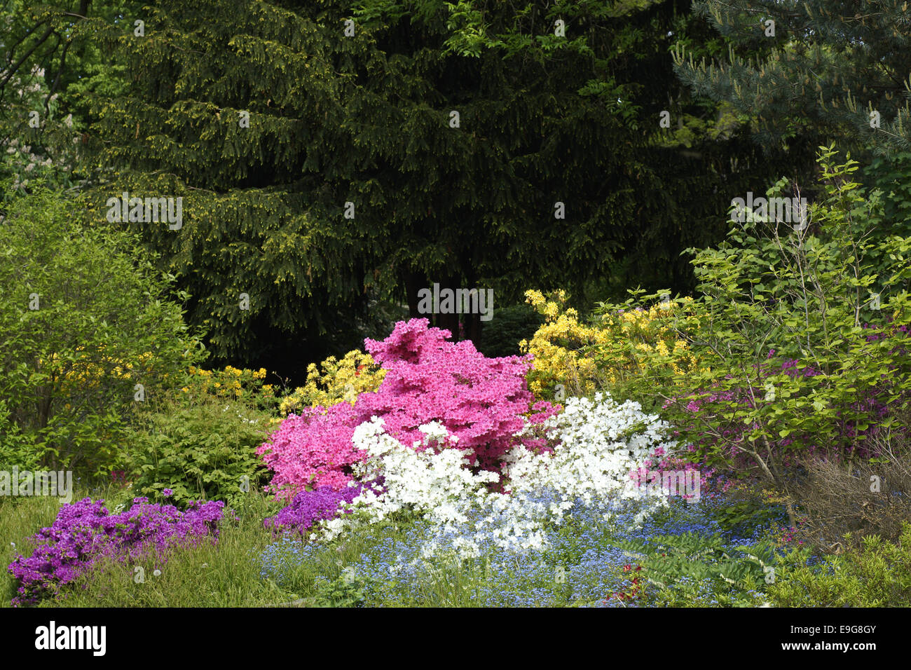 Rhododendron - Azalea Stock Photo - Alamy