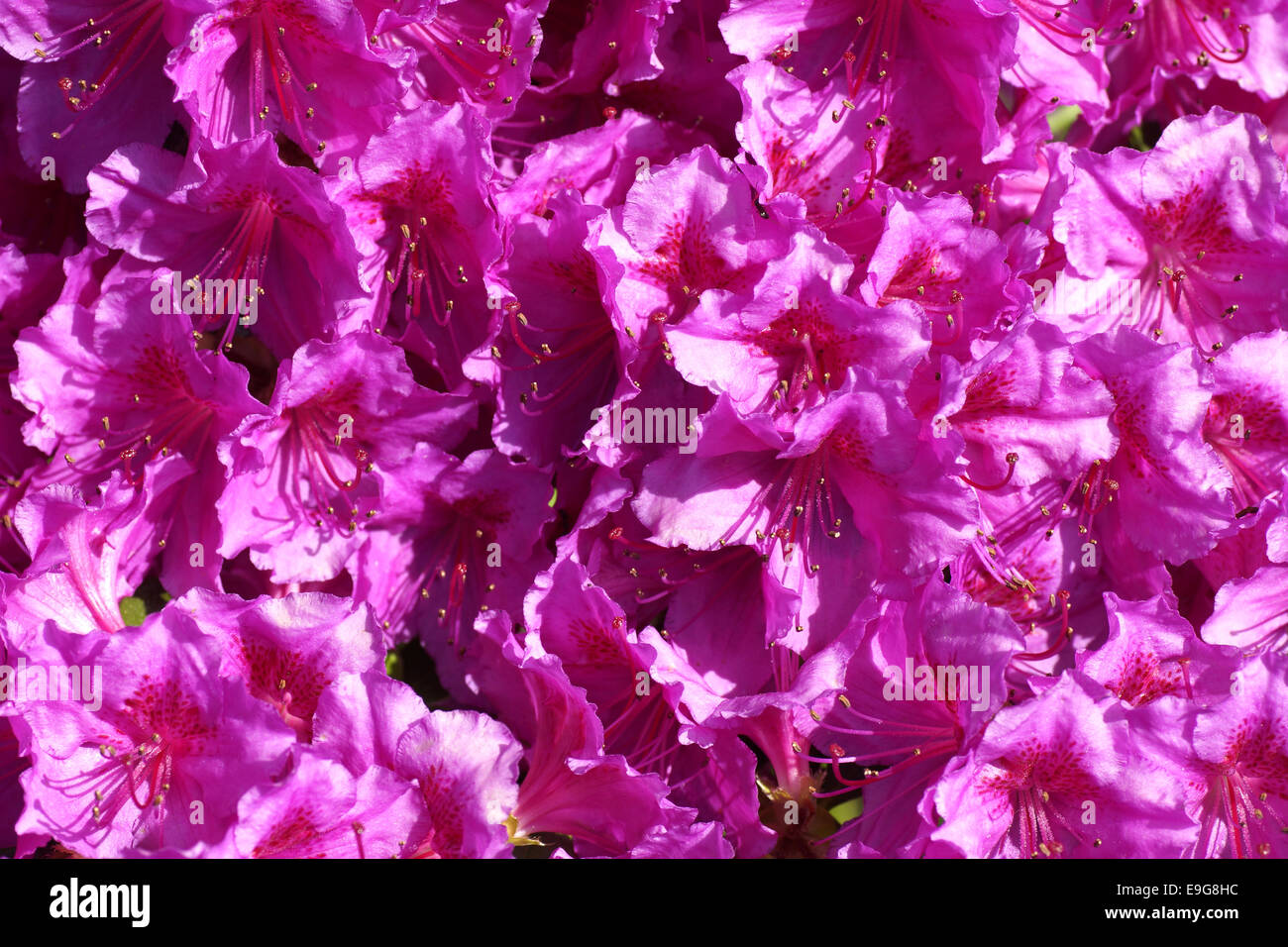 Rhododendron - Azalea Stock Photo - Alamy