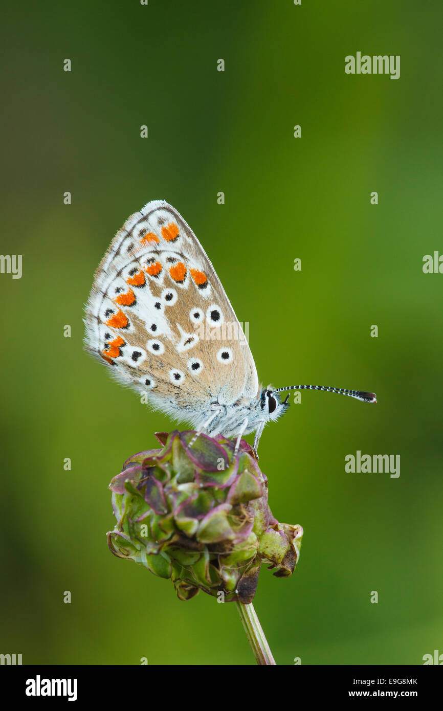 Gossamer winged butterfly hi-res stock photography and images - Alamy