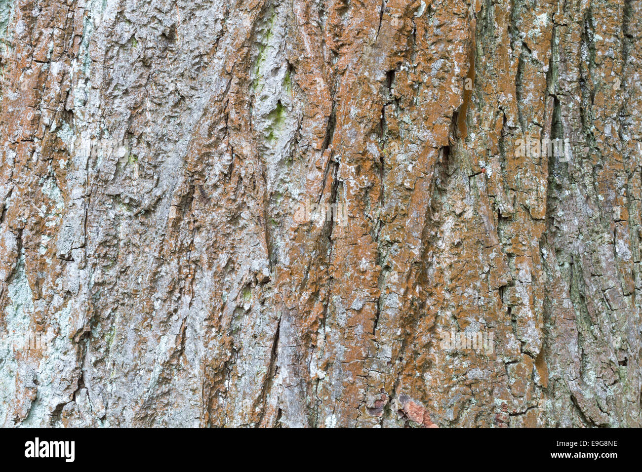 Bark of an old tree as a closeup Stock Photo - Alamy