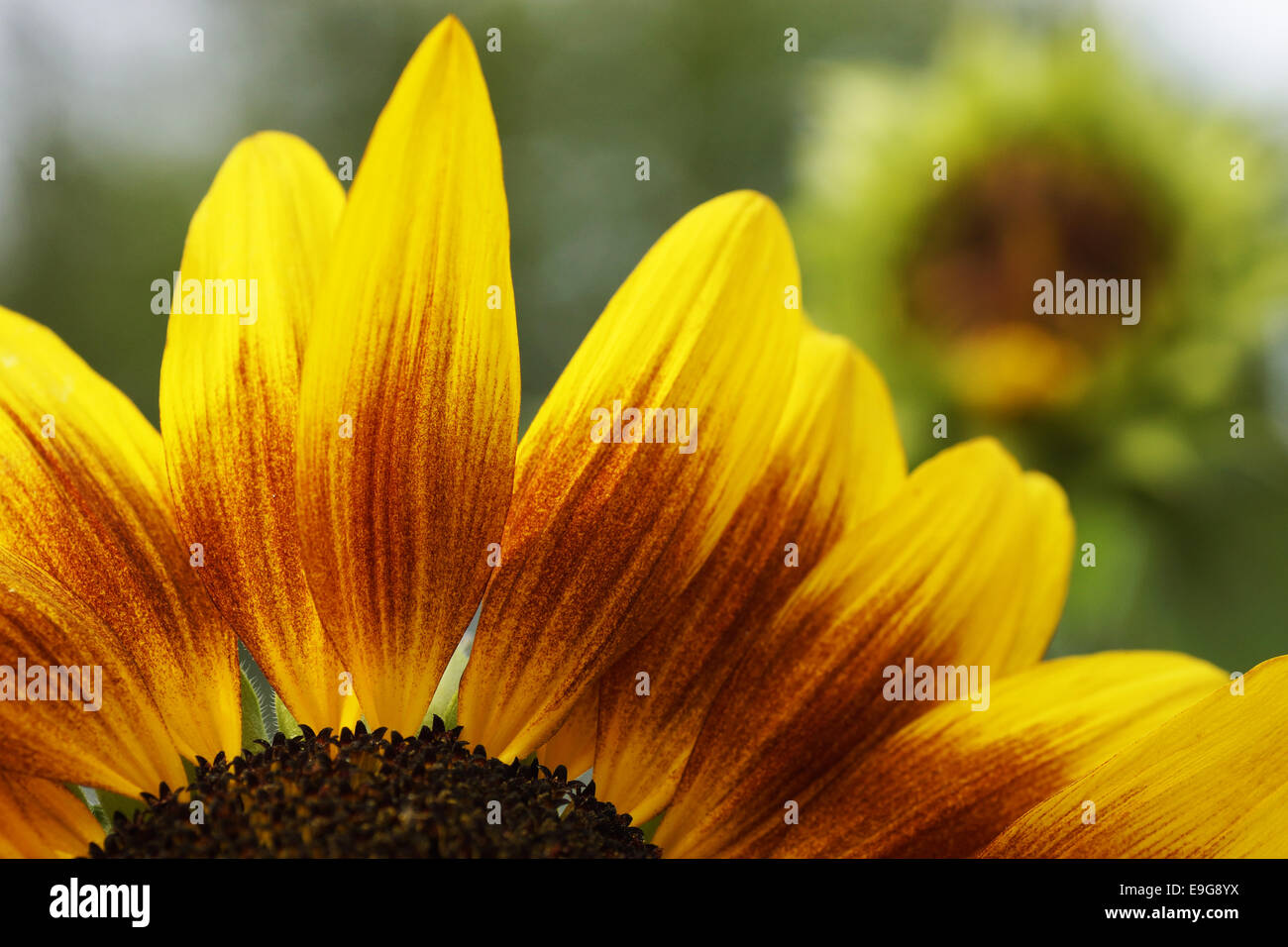 Yellow and red sunflower hi-res stock photography and images - Alamy
