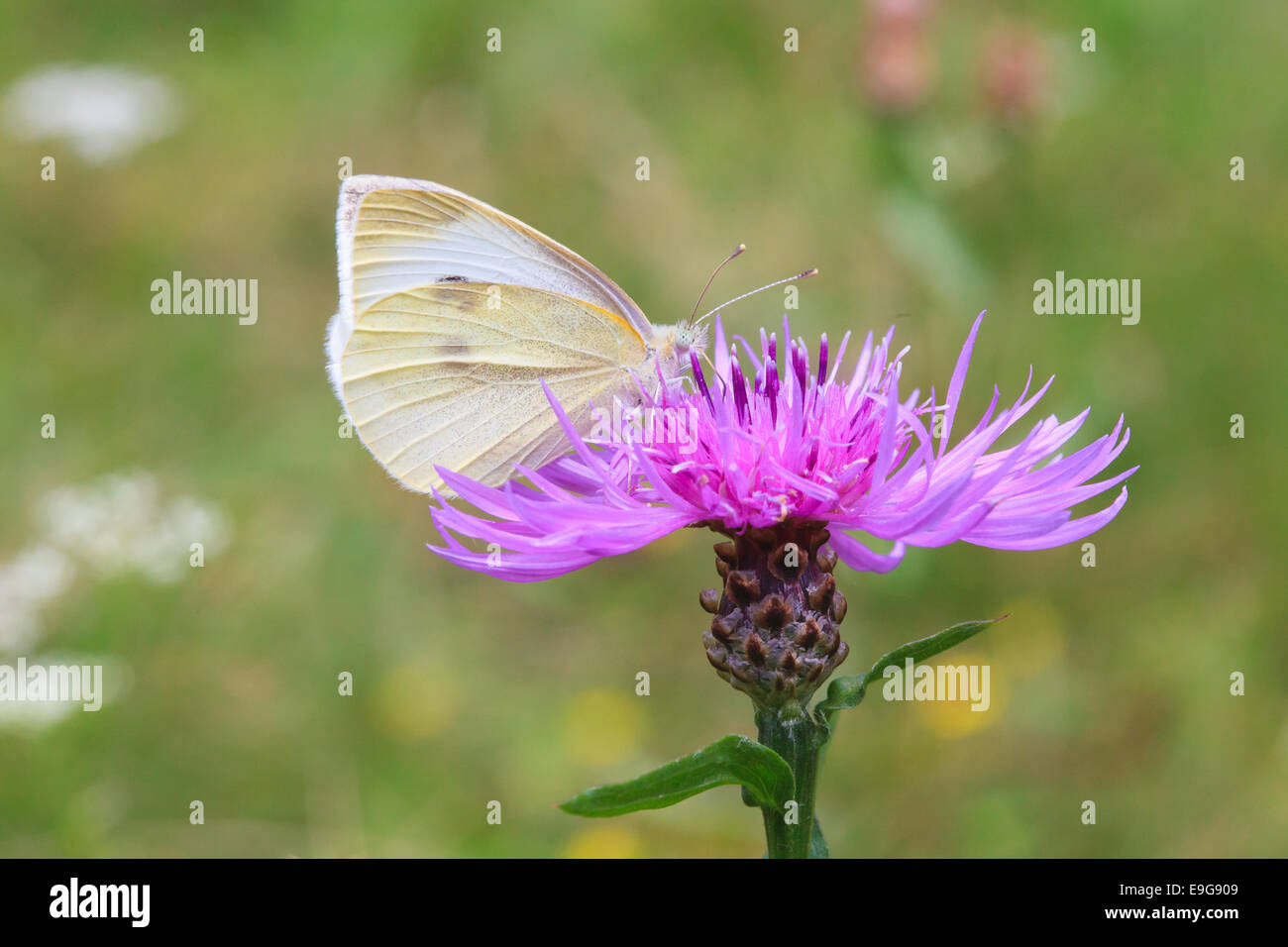cabbage white butterfly Stock Photo - Alamy