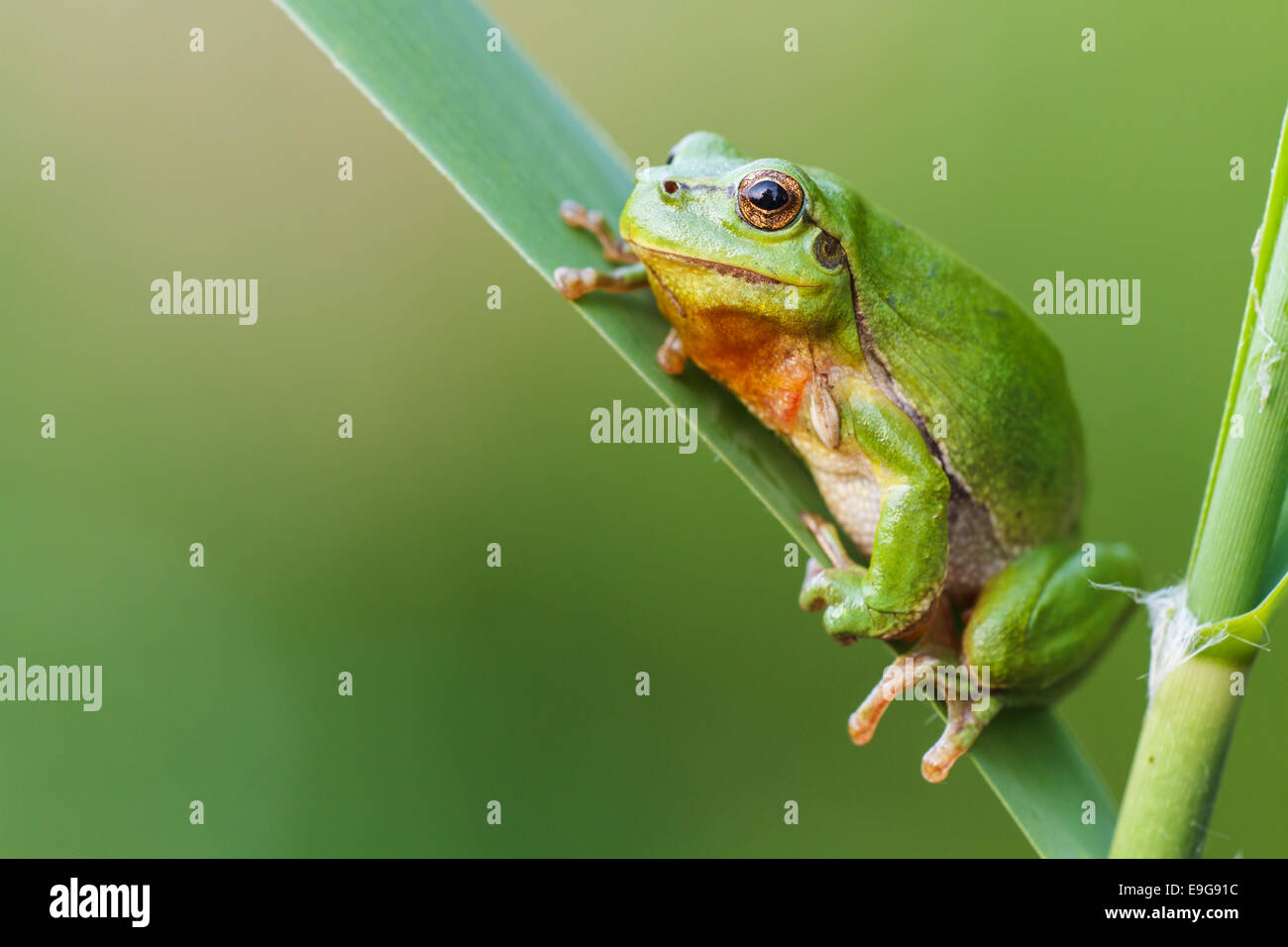 (European) tree frog Stock Photo - Alamy