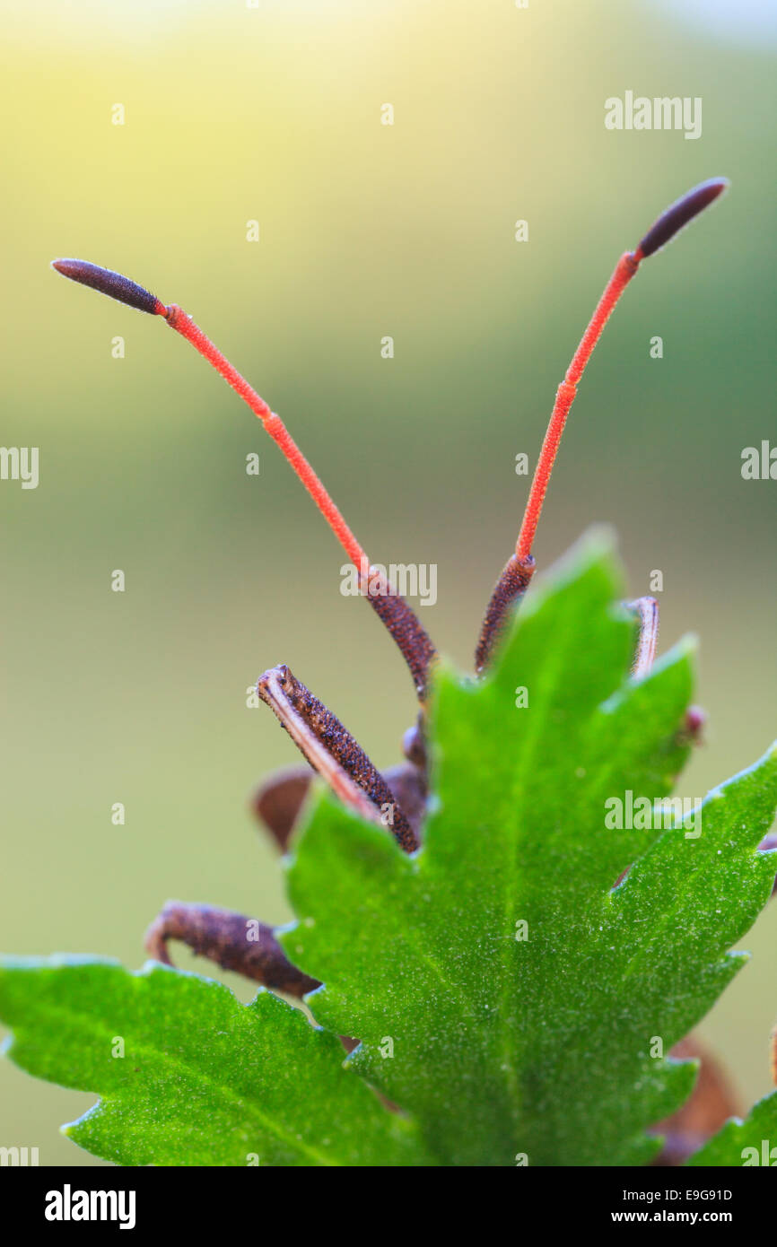 Makro bugs hi-res stock photography and images - Alamy