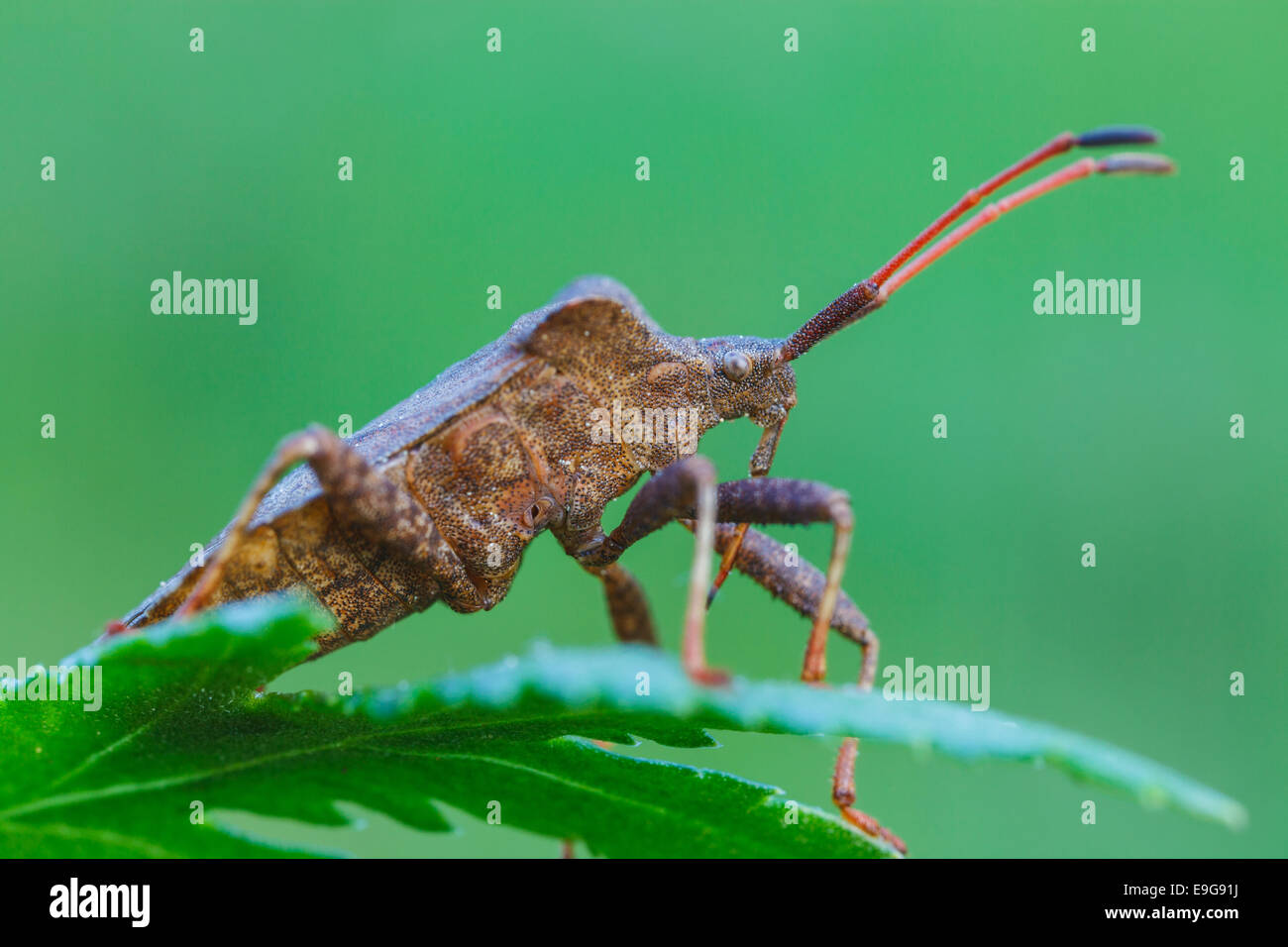 Coreidae bugs hi-res stock photography and images - Alamy
