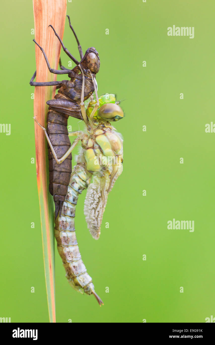 Libellen thorax hi-res stock photography and images - Alamy