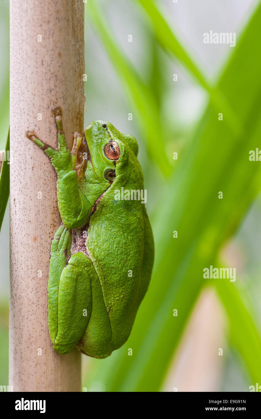 (European) tree frog Stock Photo - Alamy