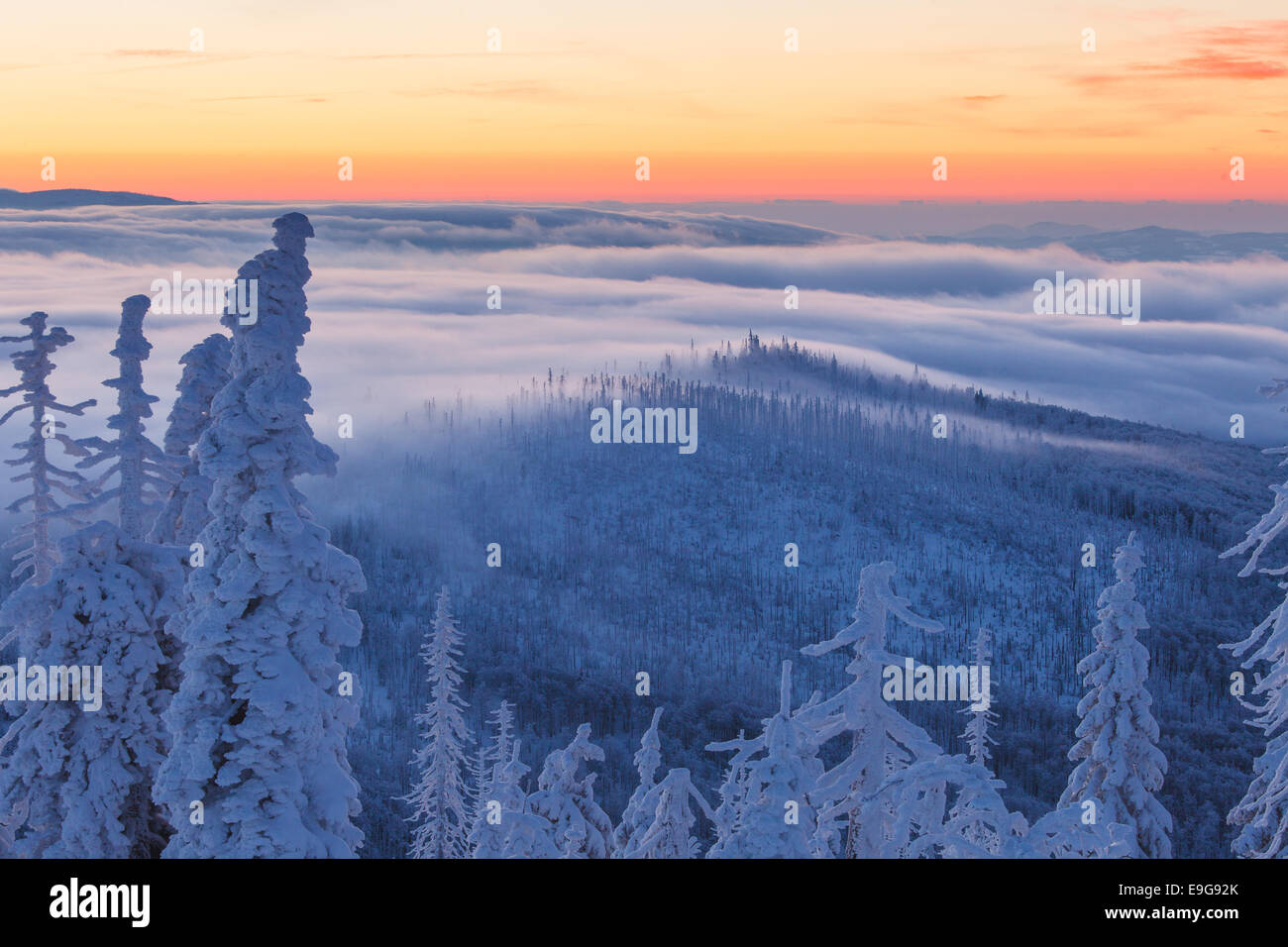 Bavarian Forest National Park Stock Photo - Alamy