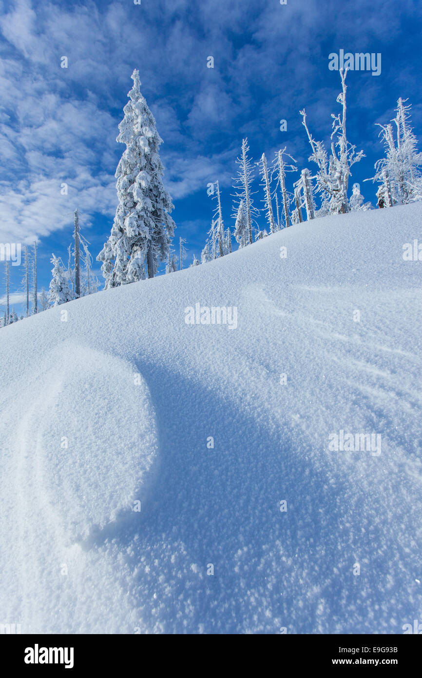 Bavarian Forest National Park Stock Photo - Alamy