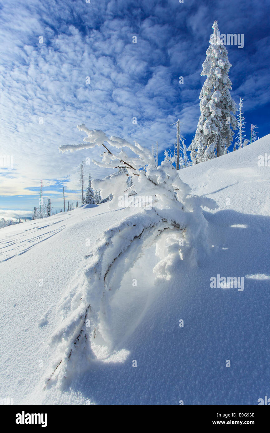 Bavarian Forest National Park Stock Photo - Alamy