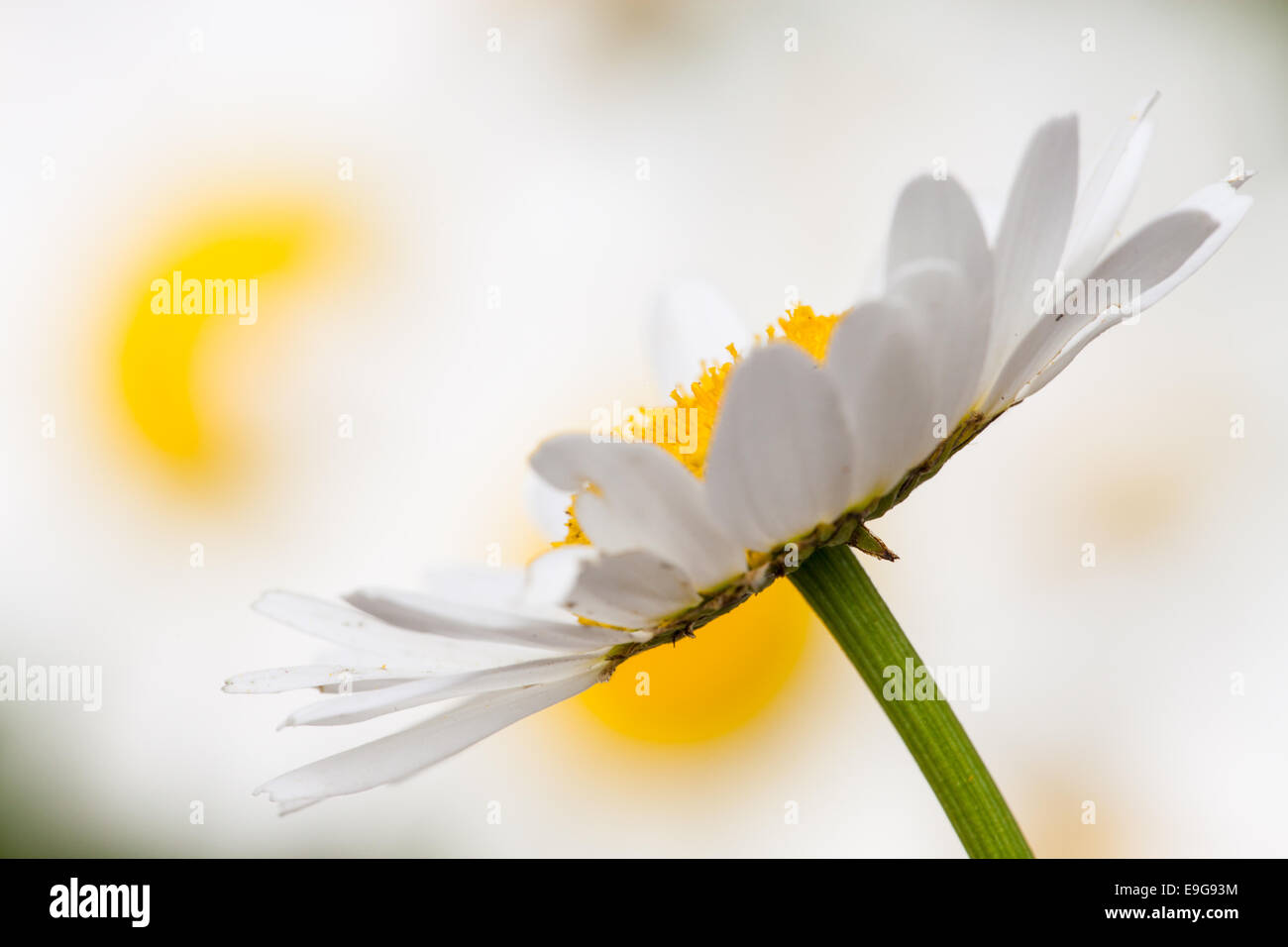 Margarite hi-res stock photography and images - Alamy