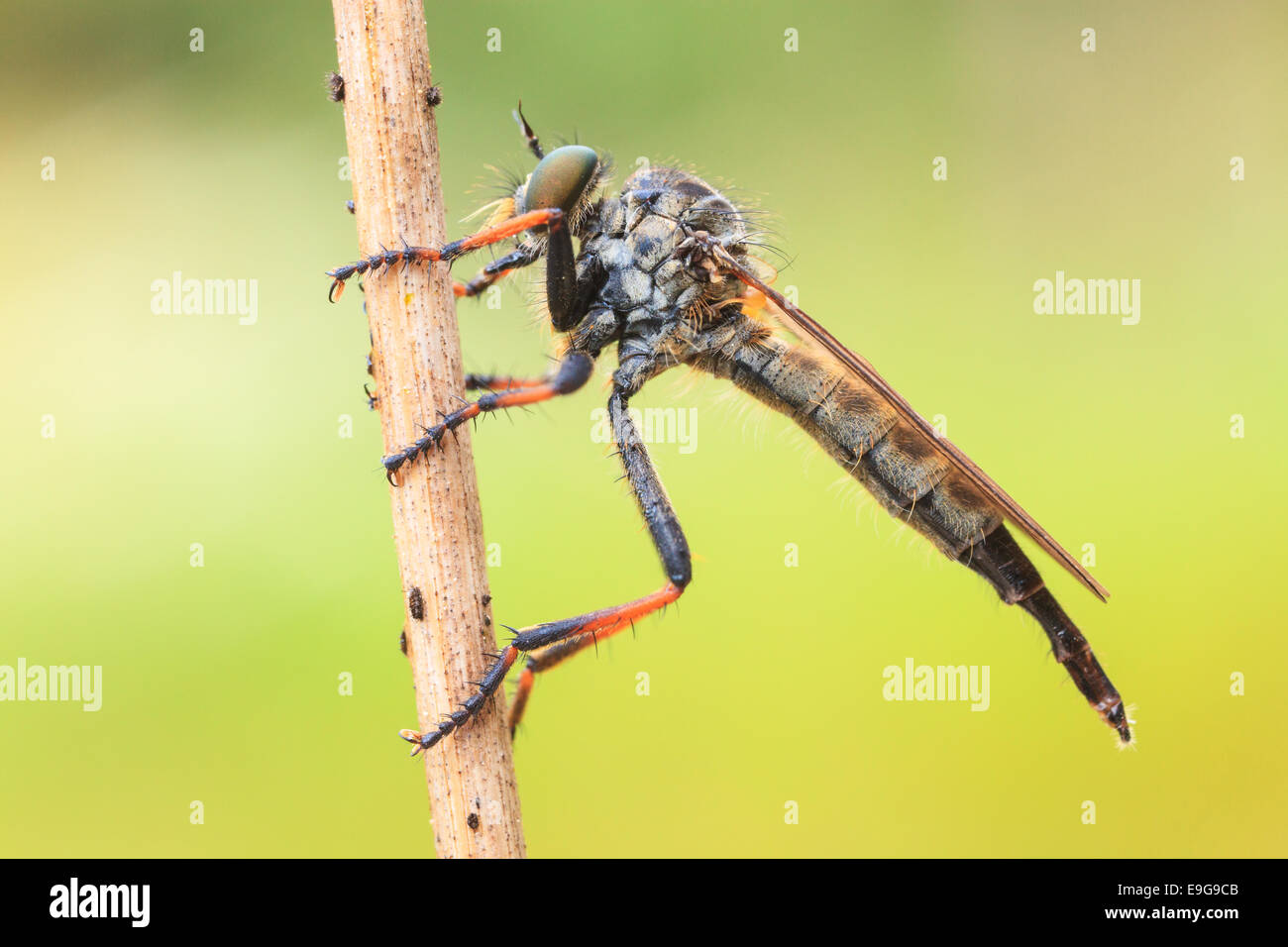 robber fly [family Asilidae] Stock Photo - Alamy