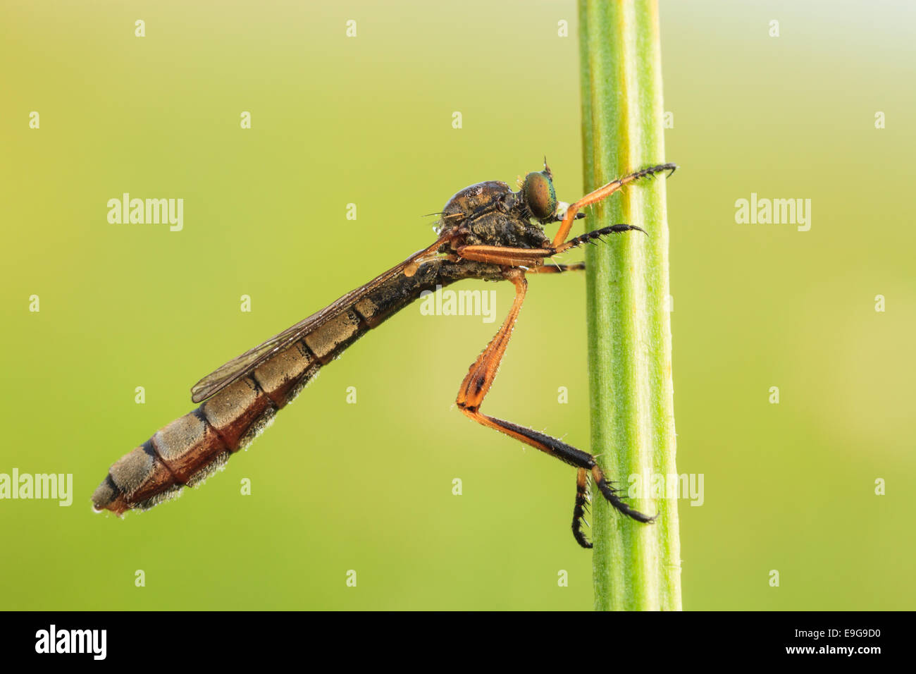 robber fly [family Asilidae] Stock Photo - Alamy