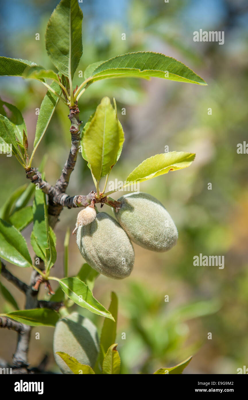 Tropical Almond Stock Photos & Tropical Almond Stock Images - Alamy