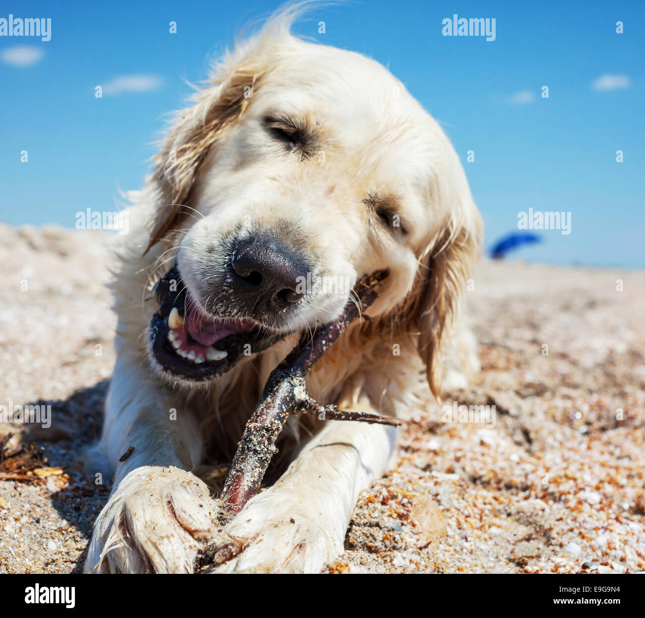 Gold retriver hi-res stock photography and images - Alamy
