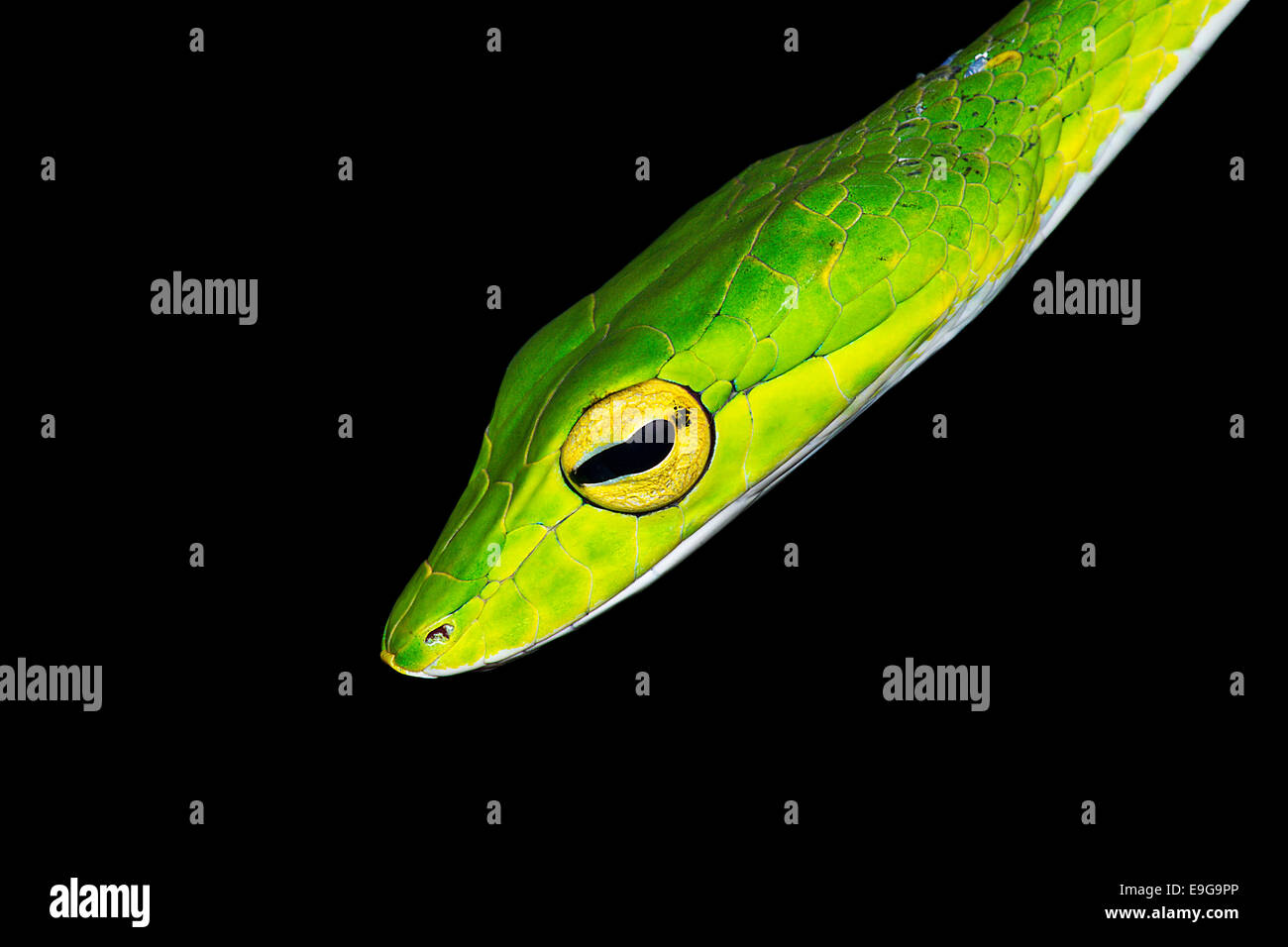 Malayan Vine Snake (Ahaetulla mycterizans Stock Photo - Alamy