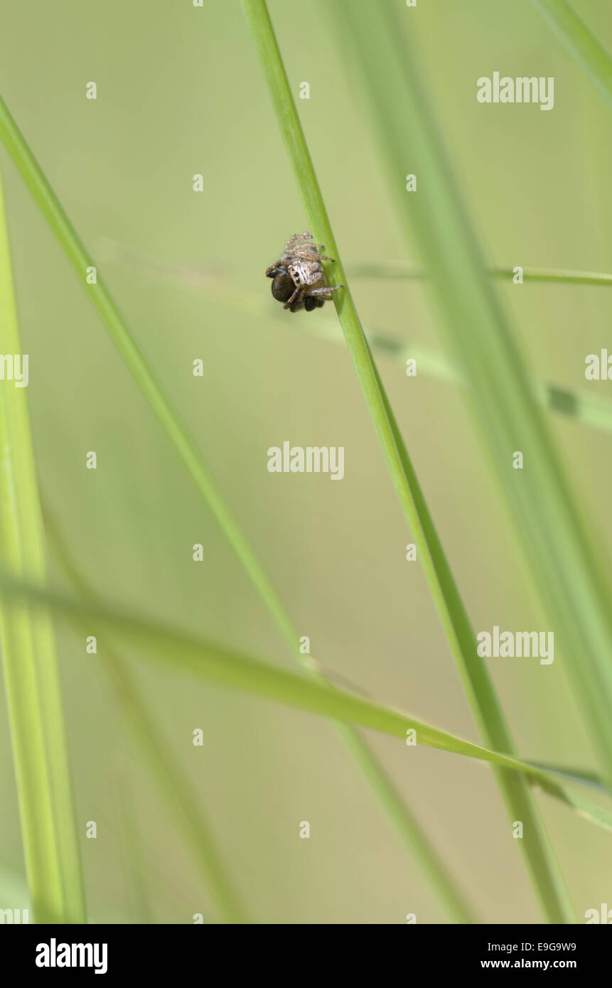 Jumping spider (Evarcha arcuata Stock Photo - Alamy
