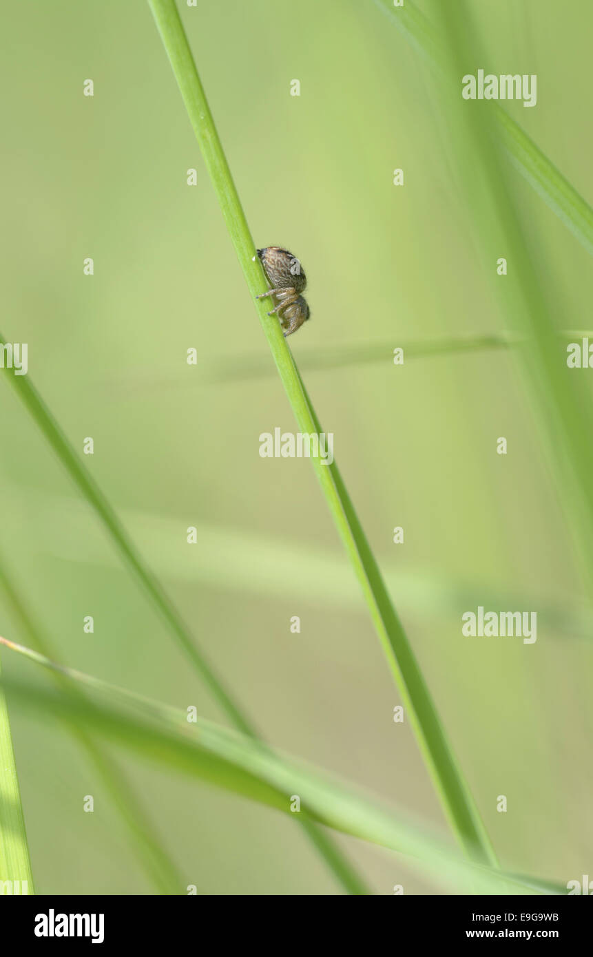 Evarcha arcuata jumping spider hi-res stock photography and images - Alamy