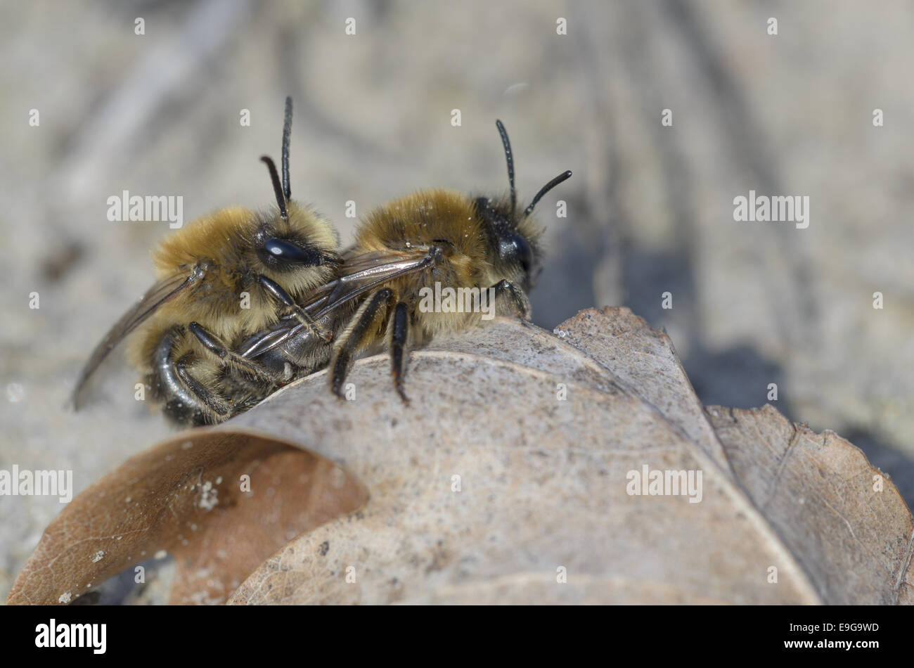 Plasterer Bees (Colletes cunicularius Stock Photo - Alamy