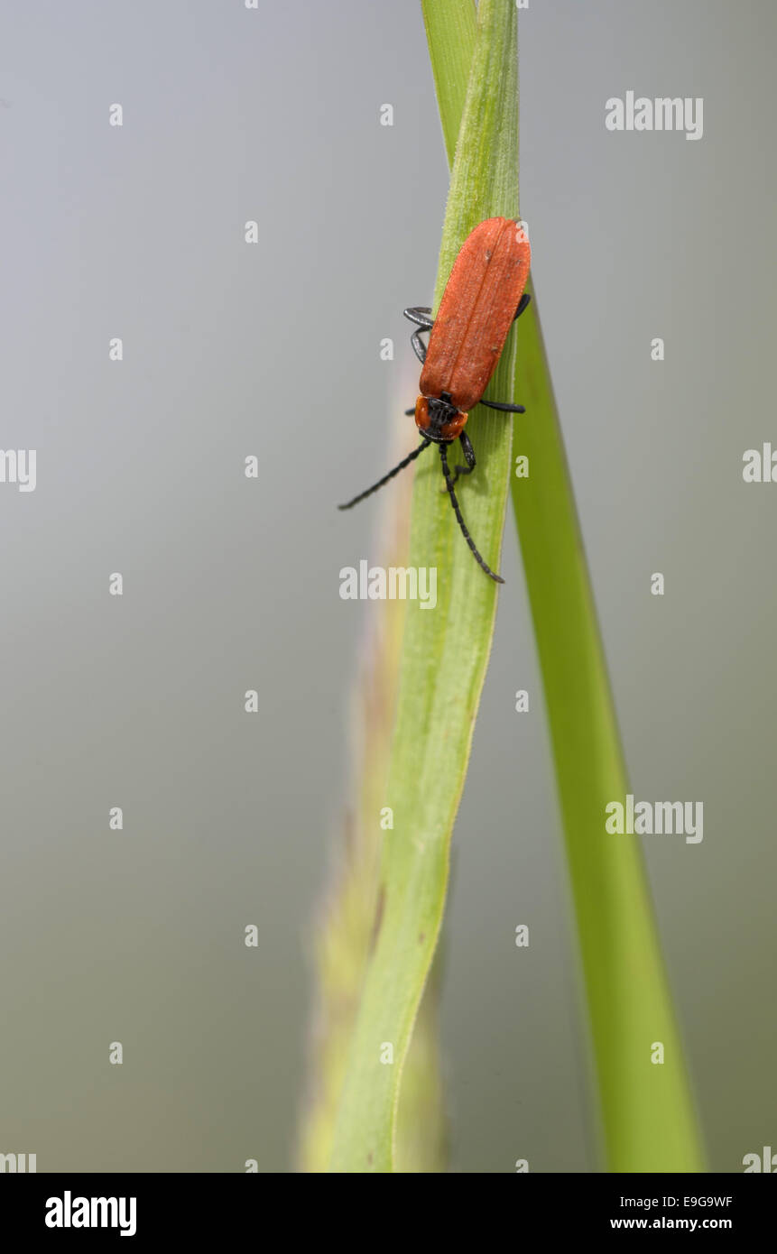Net winged insects hi-res stock photography and images - Alamy