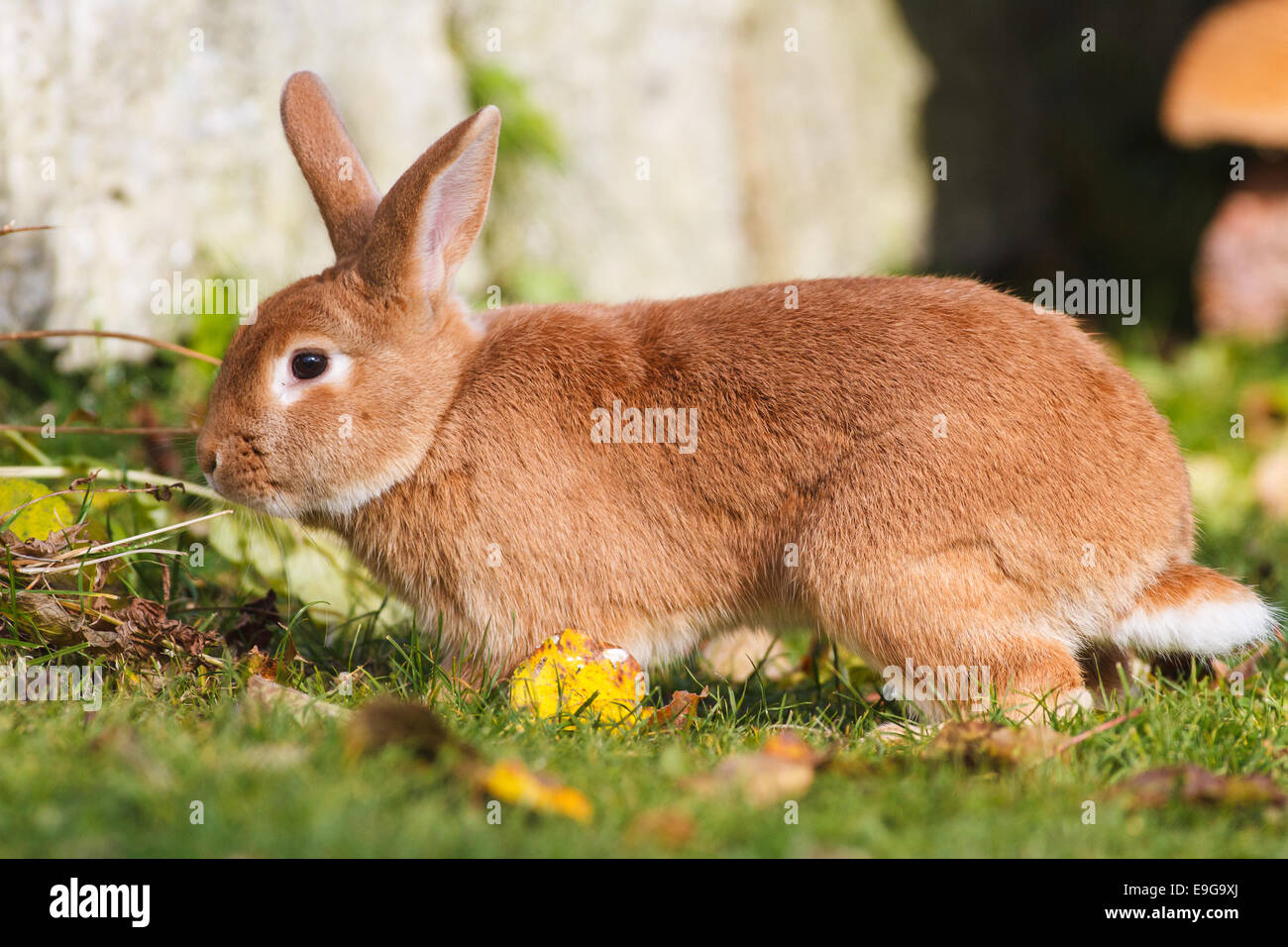 Domestic rabbit hi-res stock photography and images - Alamy