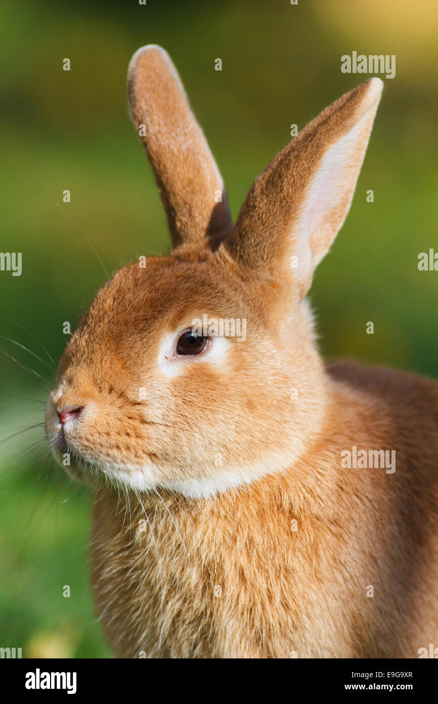 Domestic rabbit hi-res stock photography and images - Alamy