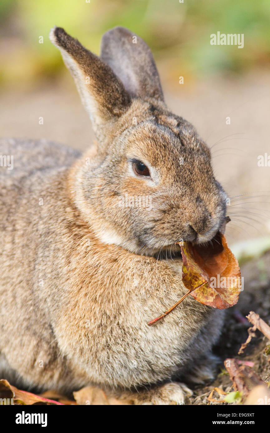 Domestic rabbit hi-res stock photography and images - Alamy