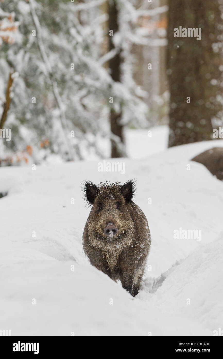 Wild boar wildsau hi-res stock photography and images - Alamy