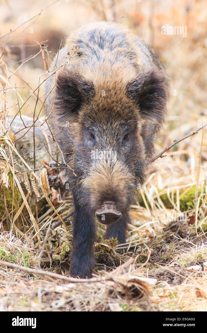 Wild boar wildsau hi-res stock photography and images - Alamy