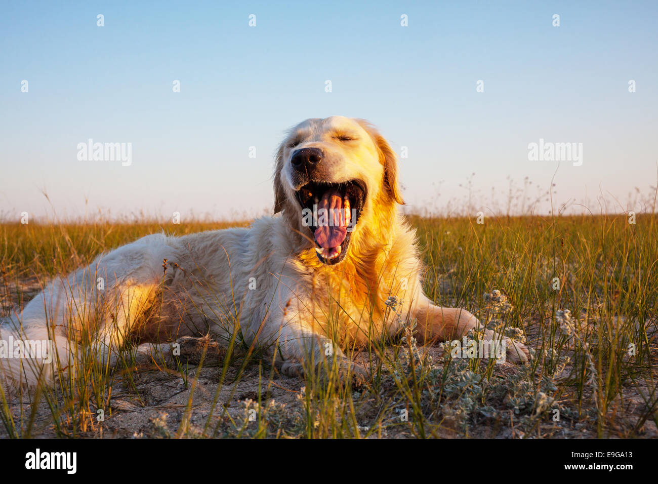 Gold retriver hi-res stock photography and images - Alamy