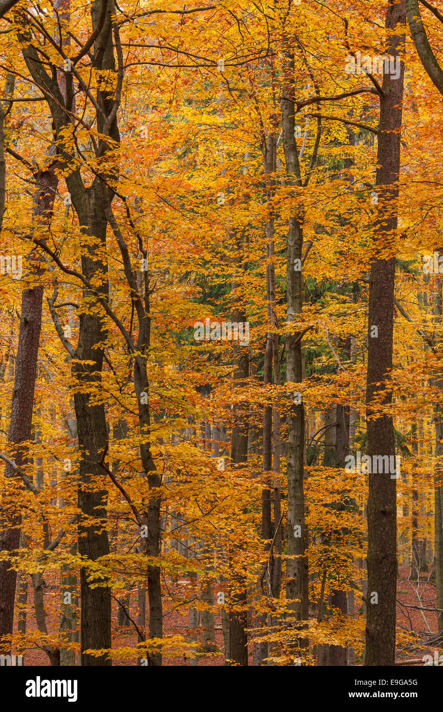 beech forest in autumn Stock Photo - Alamy