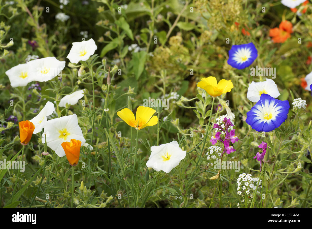Flowerfield hi-res stock photography and images - Alamy