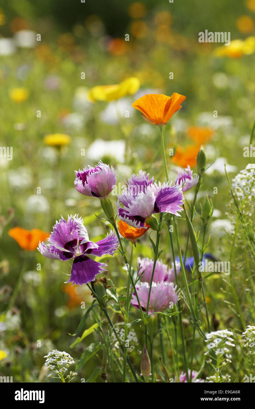 Flowerfield hi-res stock photography and images - Alamy