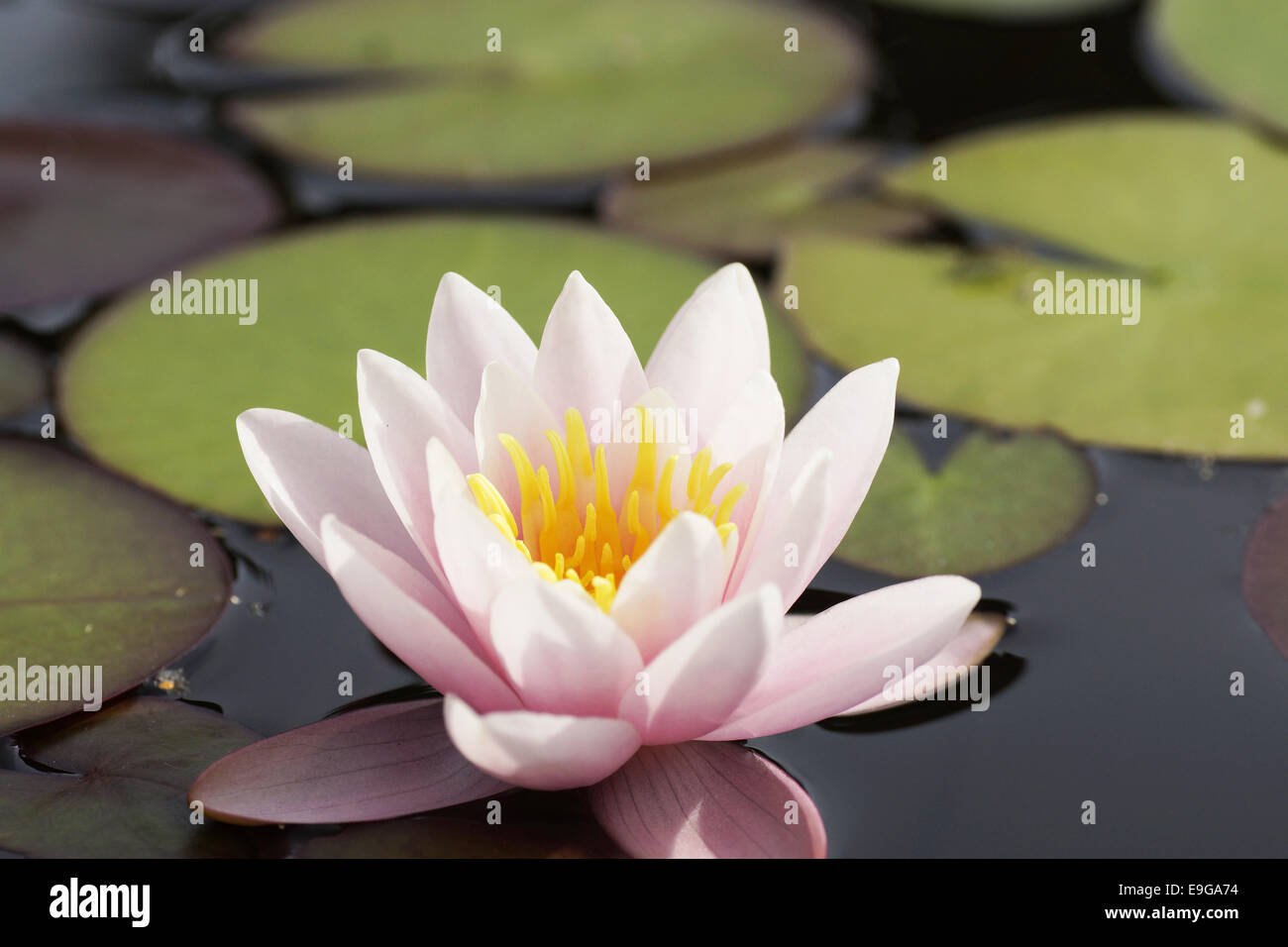 Water Lily, nymphaeaceae Stock Photo - Alamy