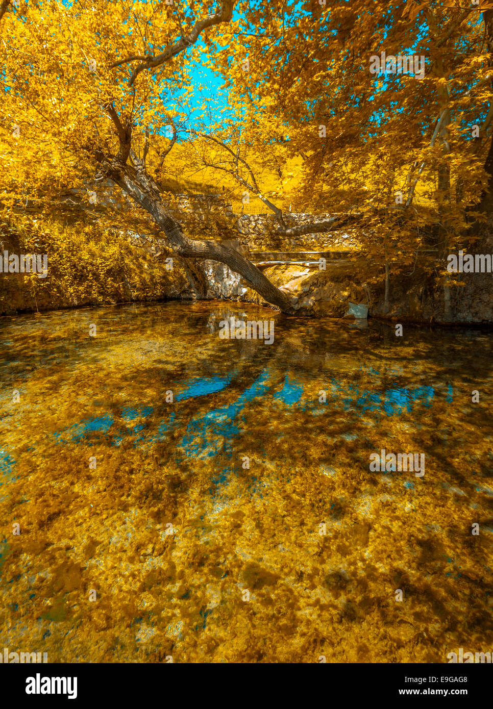 Orange color trees hi-res stock photography and images - Alamy