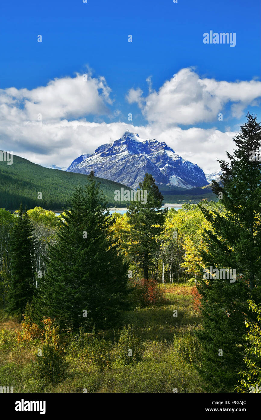 Fur trees hi-res stock photography and images - Alamy
