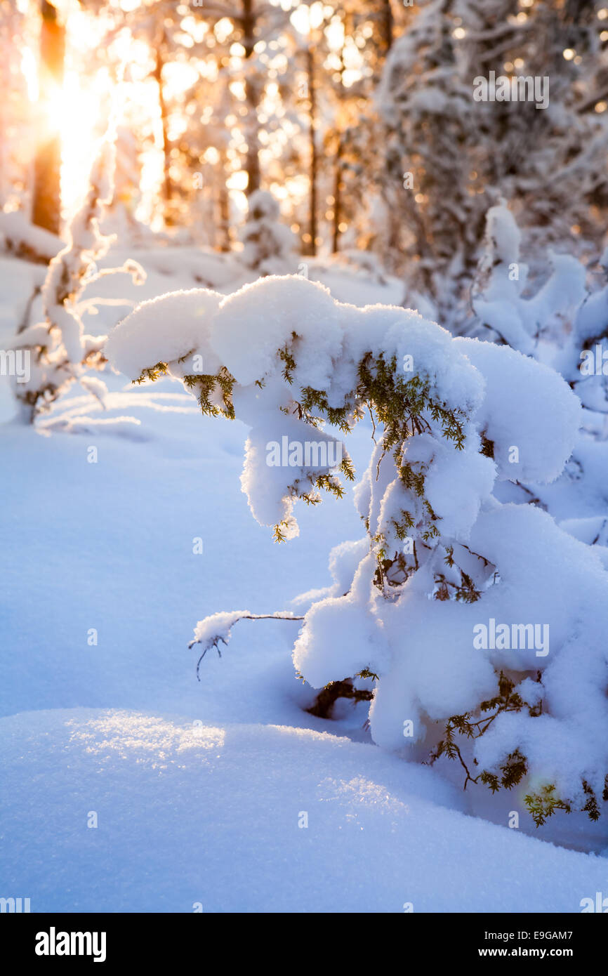 Juniper trees covered in snow hi-res stock photography and images - Alamy