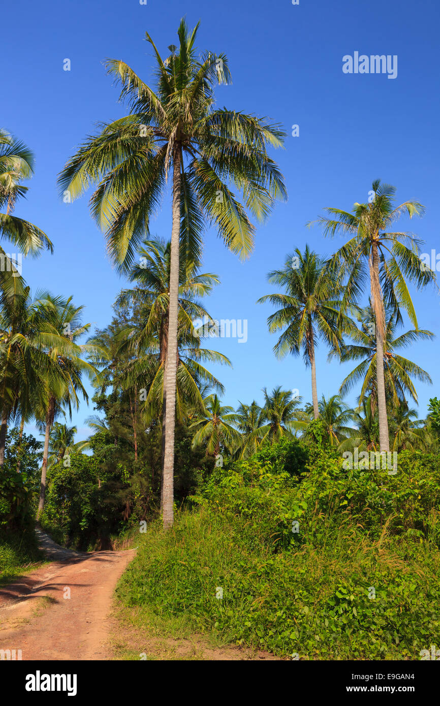 Tropical meadow and road with palm trees and clear blue sky Stock Photo ...
