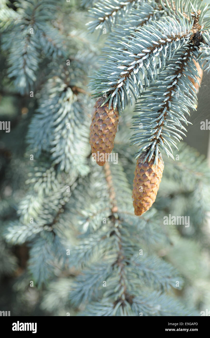 blue fir tree Stock Photo - Alamy
