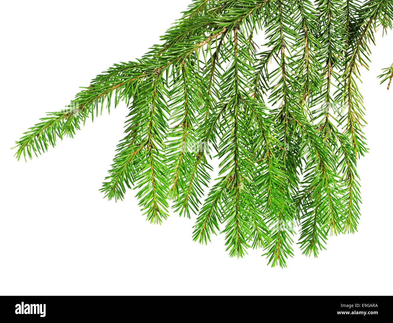 Isolated tree branch close up hi-res stock photography and images - Alamy